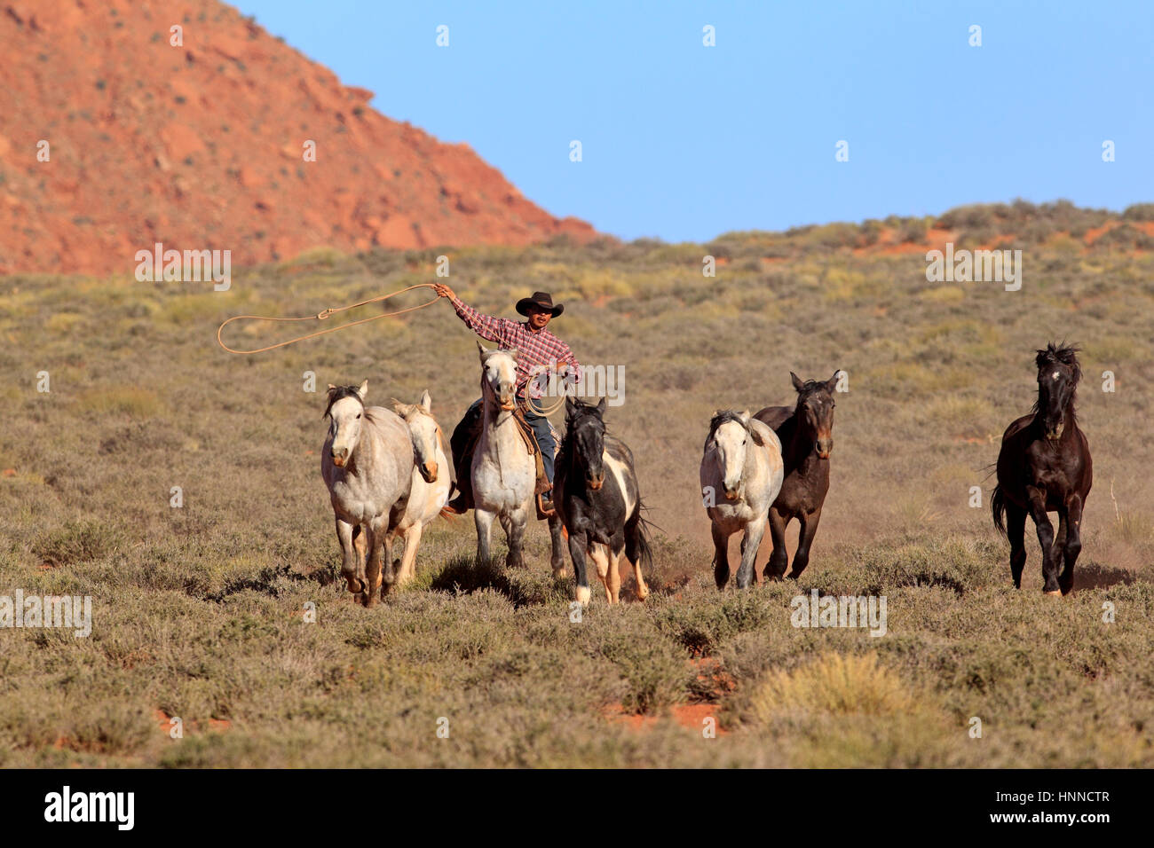 Navajo Cowboy, Mustang, (Equus caballus), Monument Valley, Utah, USA ...