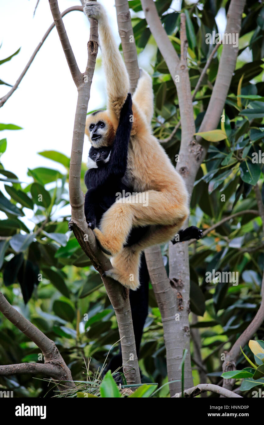 Northern White-Cheeked Gibbon, (Nomascus leucogenys), adult female and ...