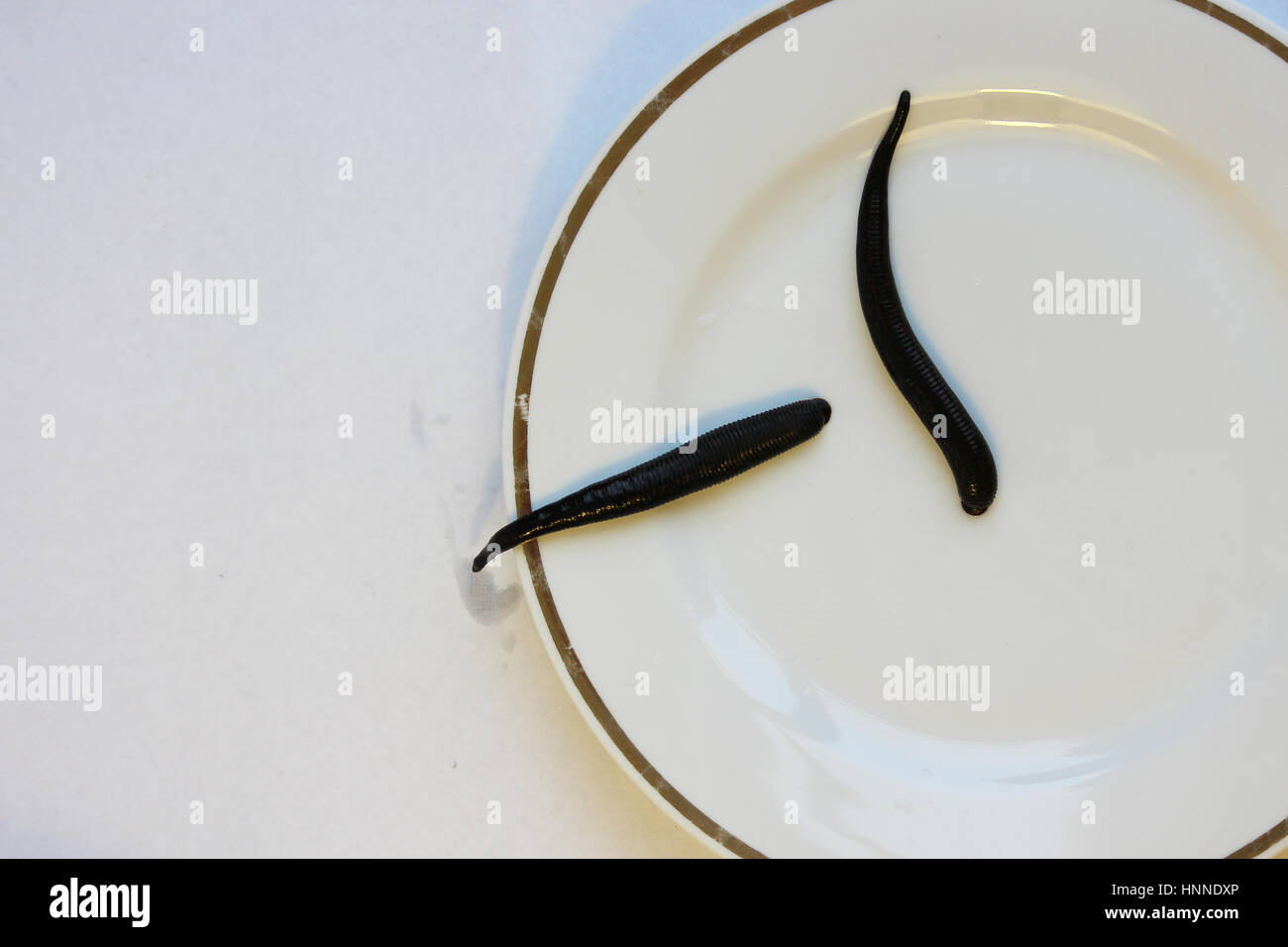 Leeches Medicine High Resolution Stock Photography and Images - Alamy