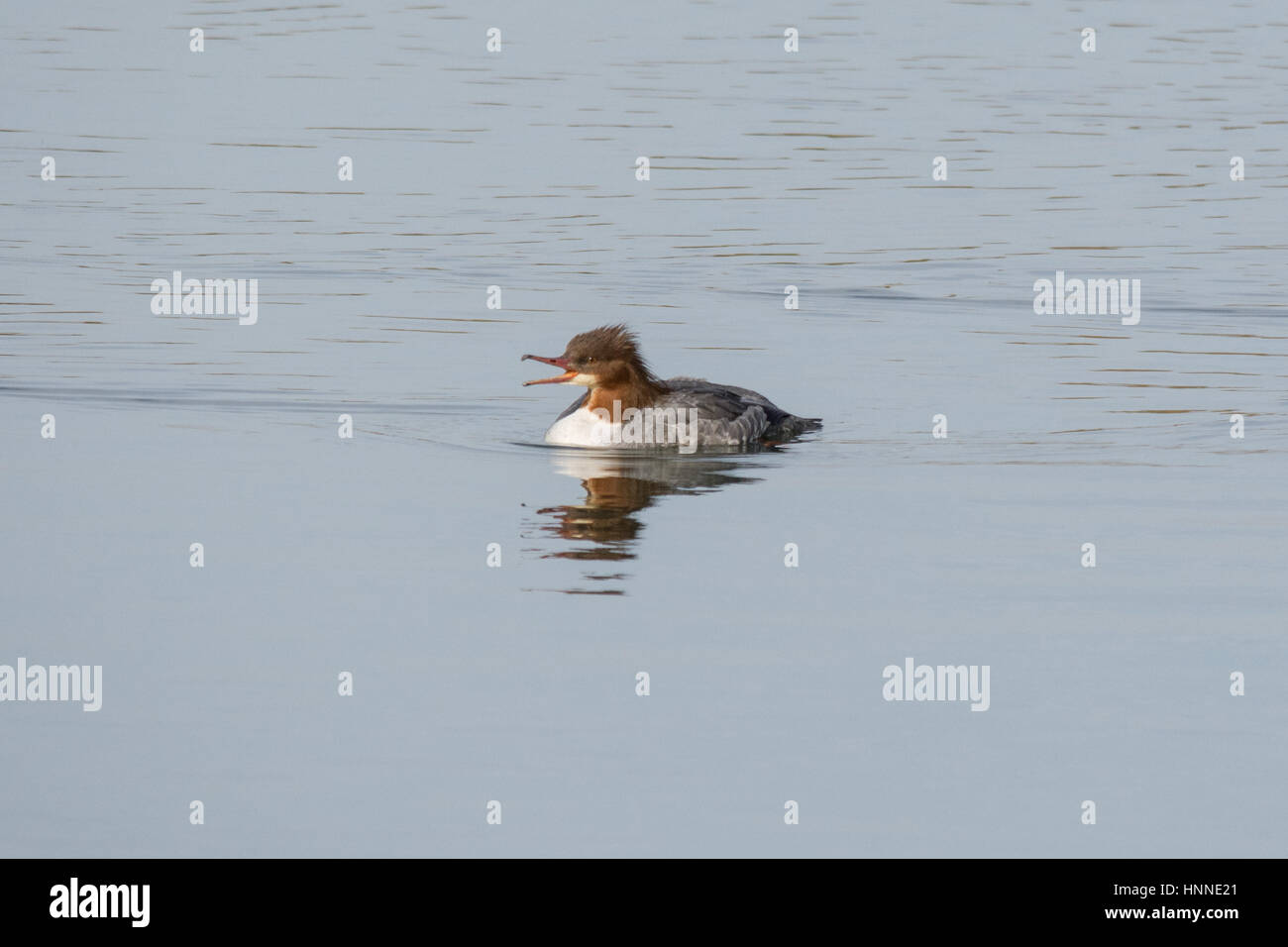 Female goosander (Mergus merganser) on lake Stock Photo - Alamy