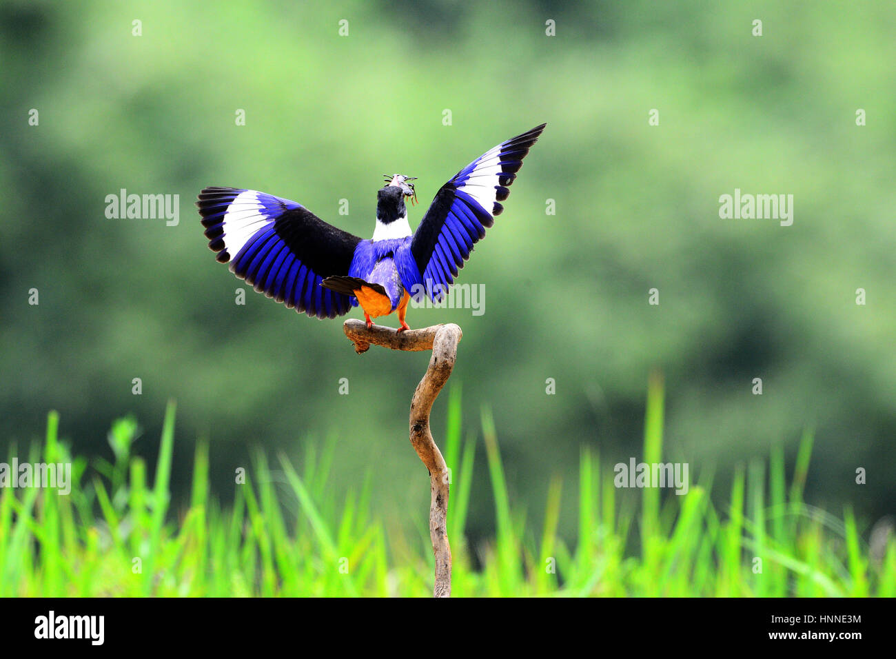 Jade hunting hi-res stock photography and images - Alamy