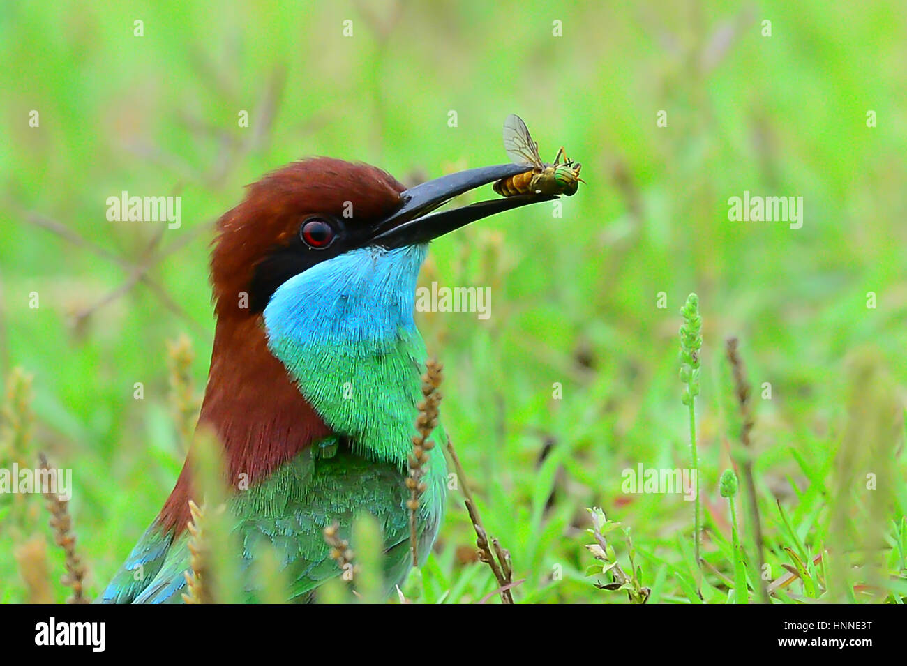 Merops viridis viridis hi-res stock photography and images - Alamy