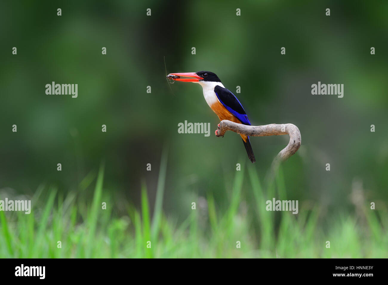 Blue Jade Bird Stock Photo - Alamy