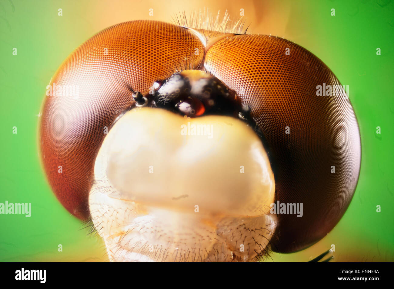 Dragonfly eye hi-res stock photography and images - Alamy