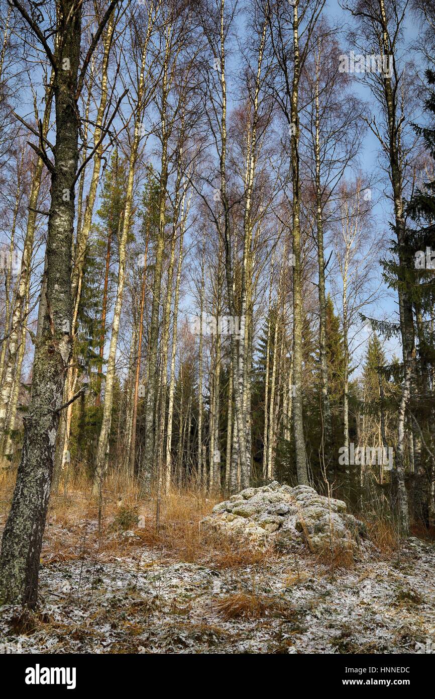 Koli National Park Winter High Resolution Stock Photography and Images ...