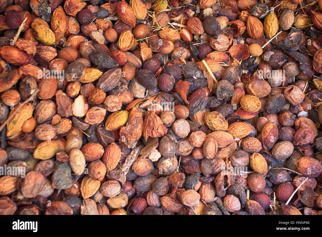 Argan seeds hi-res stock photography and images - Alamy