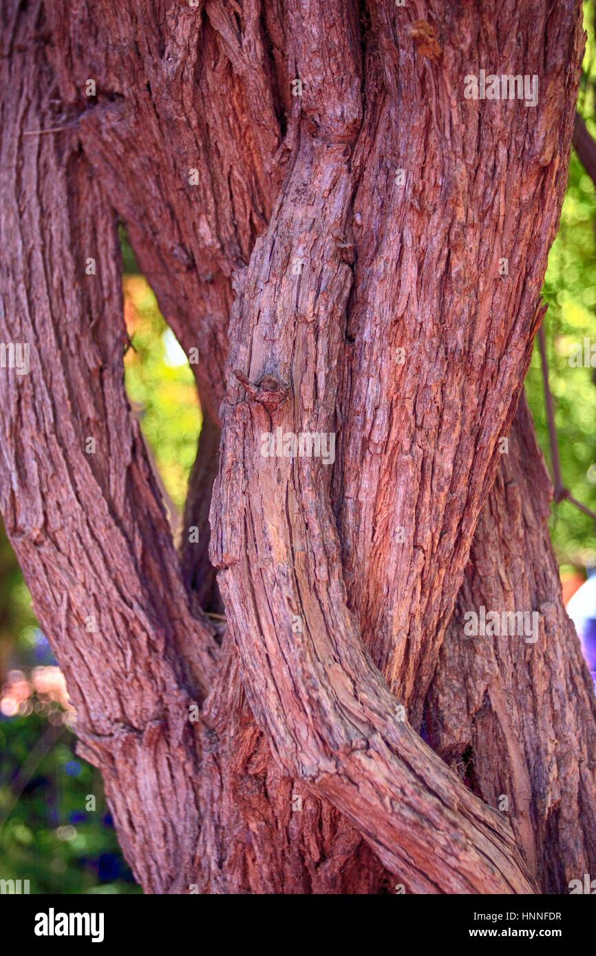Bark texture background Stock Photo - Alamy