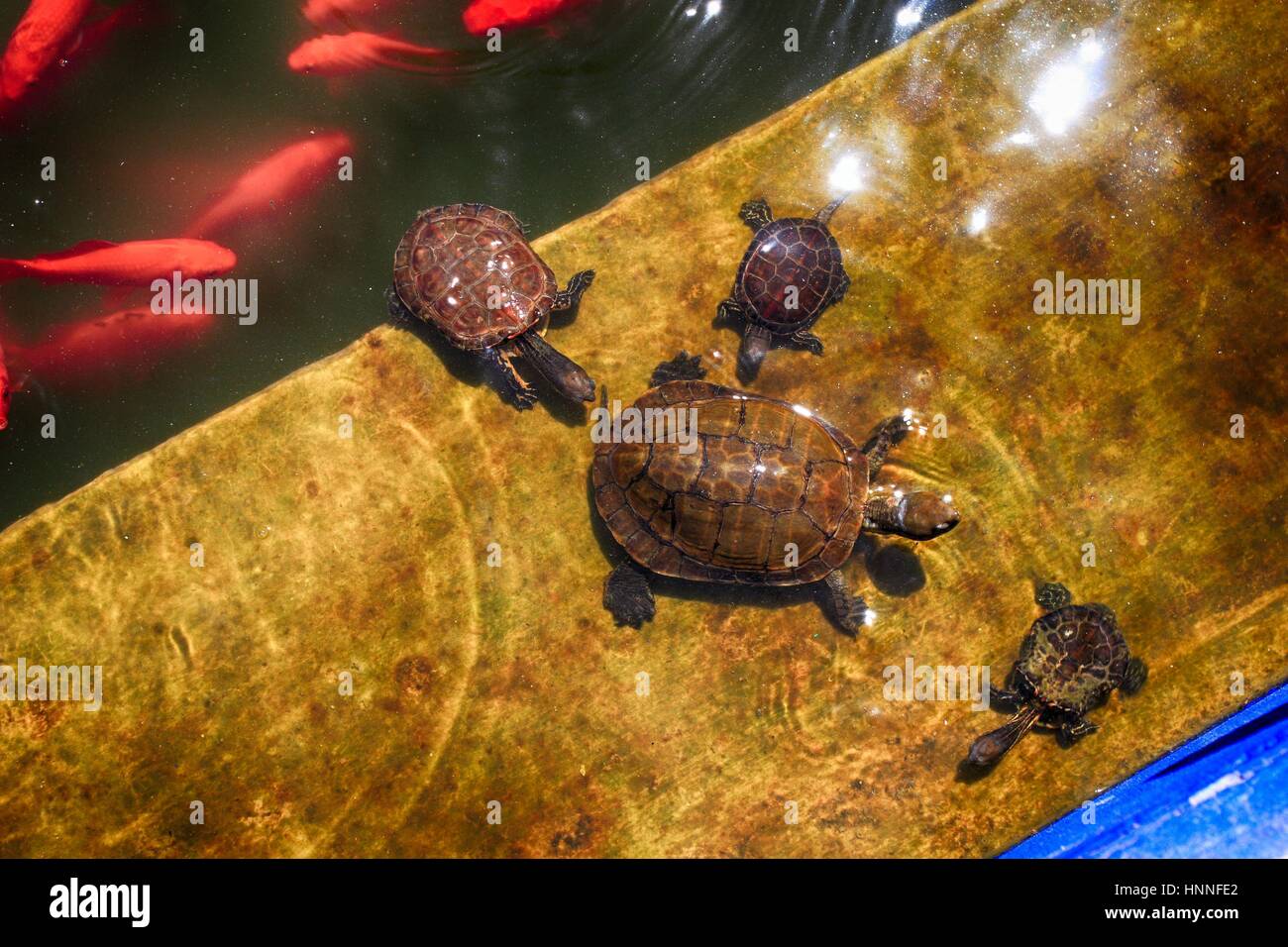 Turtles and red fish in a pond Stock Photo - Alamy