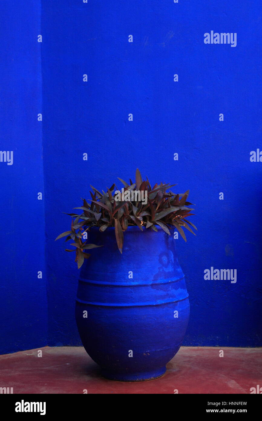 Bark texture background on blue background Stock Photo - Alamy