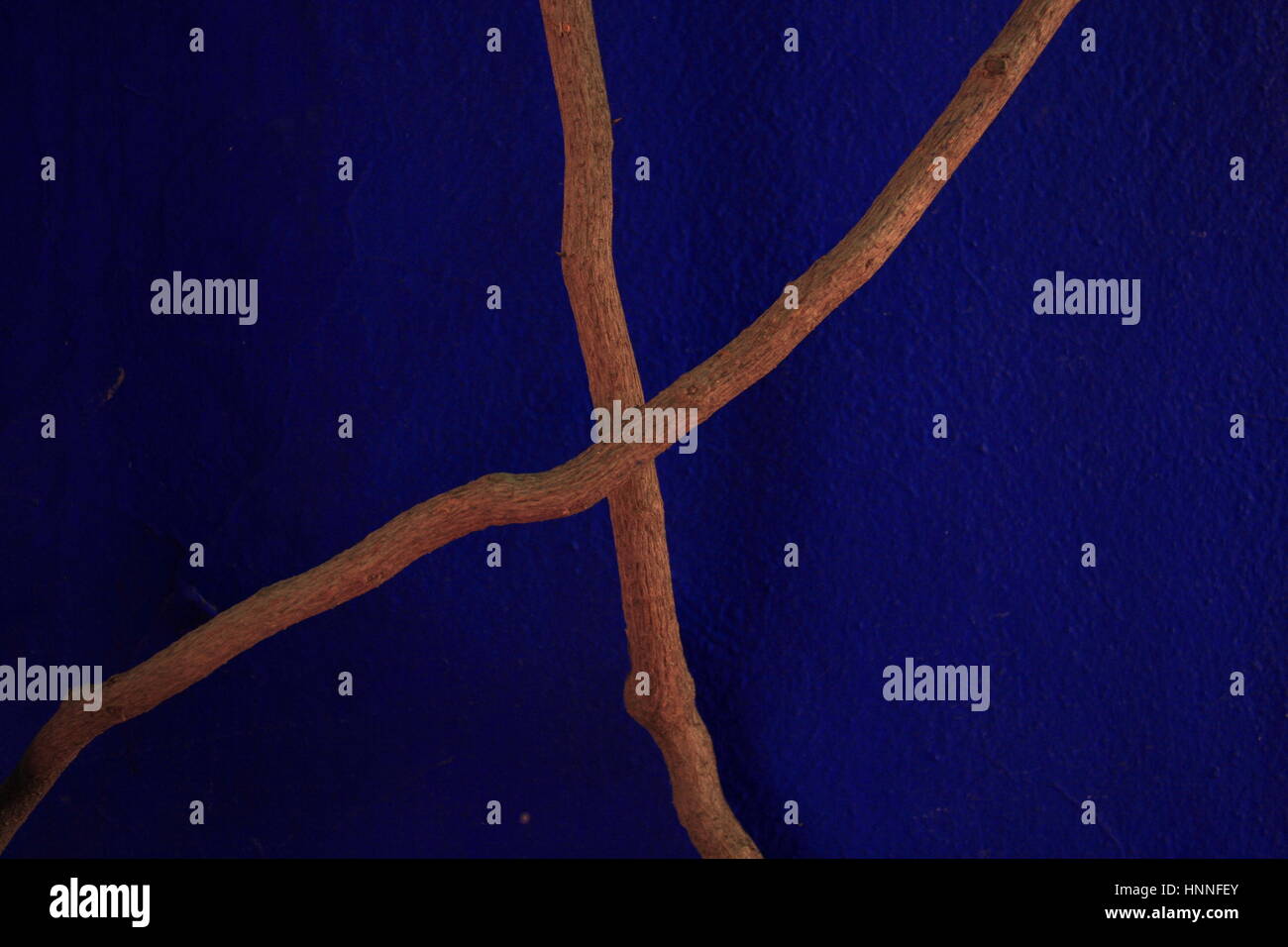 Bark texture background on blue background Stock Photo - Alamy