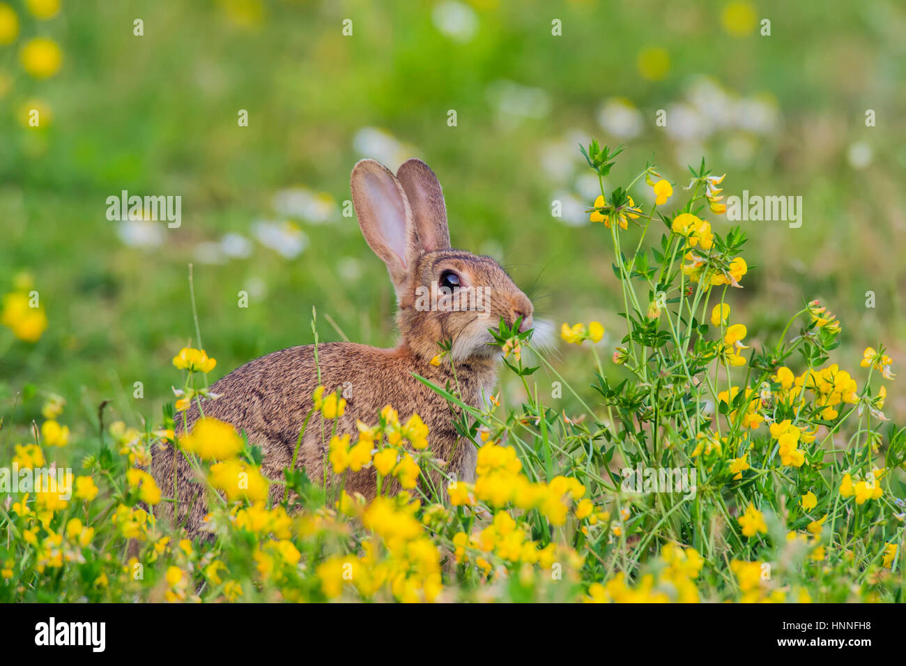 Uk wild rabbits hi-res stock photography and images - Alamy