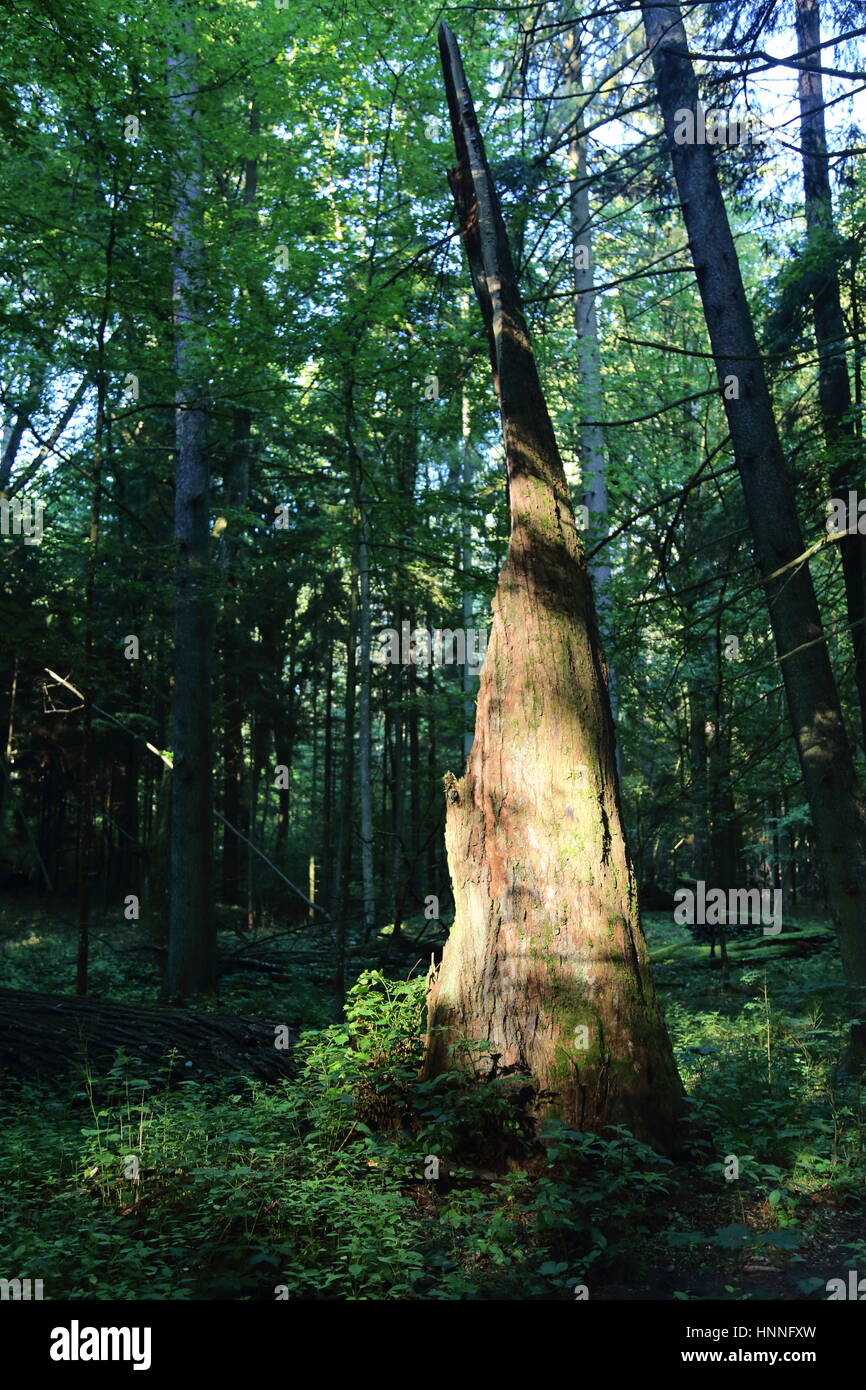 Decomposing trees (dead wood) in Bialowieza National Park, strict ...