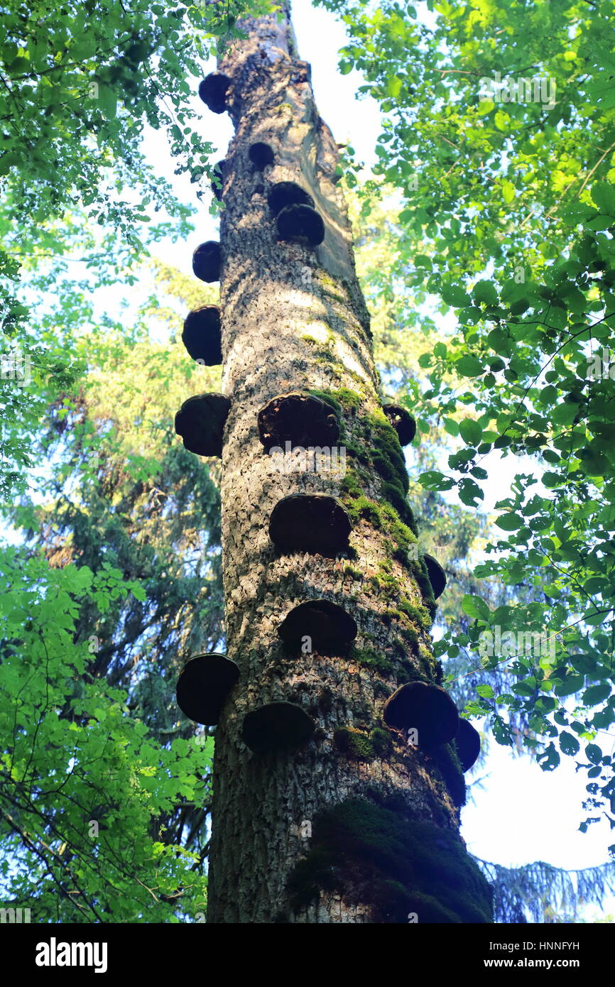 Trees in Bialowieza National Park Stock Photo - Alamy