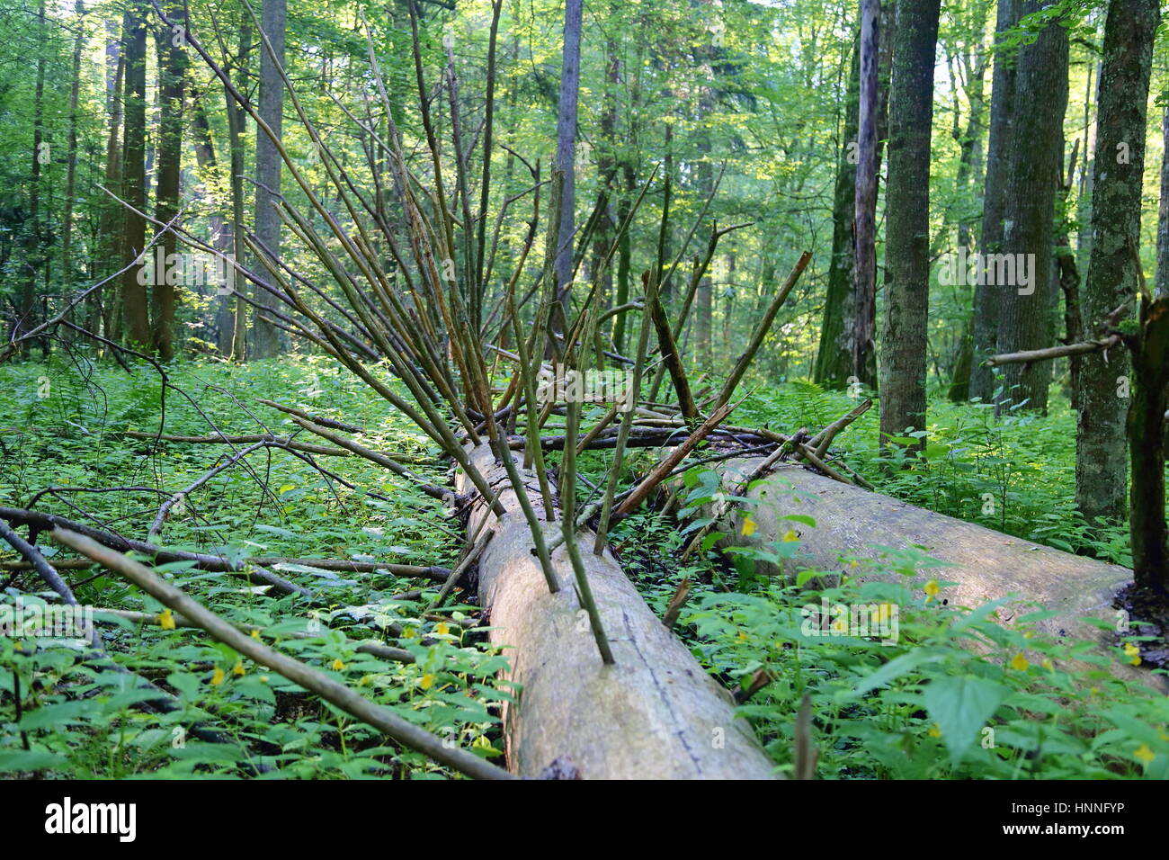 Decomposing trees (dead wood) in Bialowieza National Park, strict ...