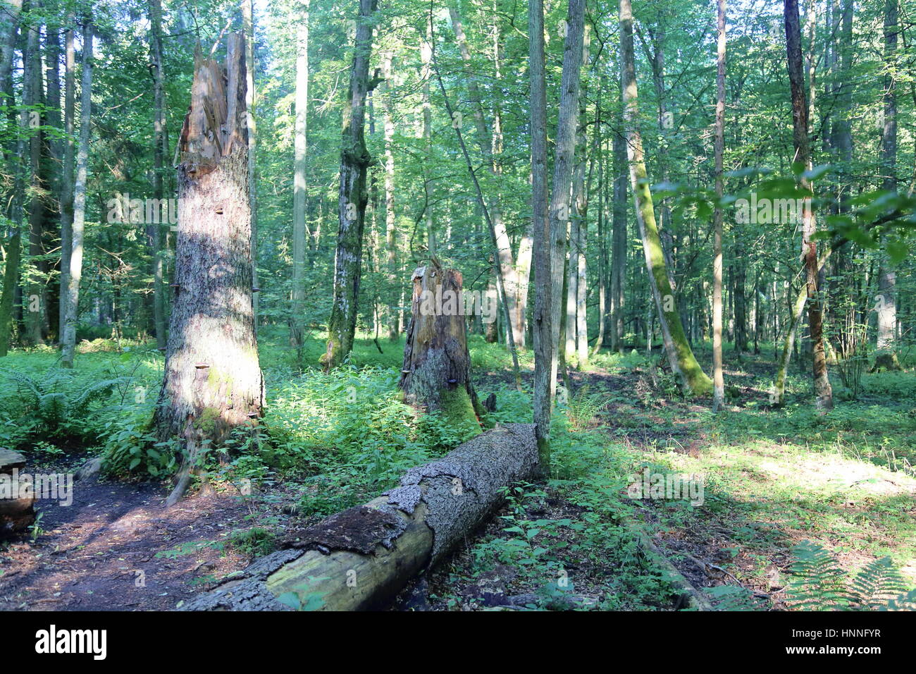 Decomposing trees (dead wood) in Bialowieza National Park, strict ...