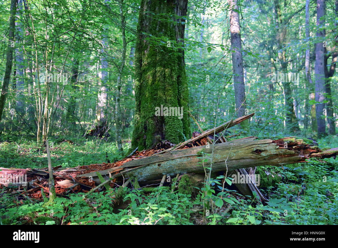 Decomposing trees (dead wood) in Bialowieza National Park, strict ...
