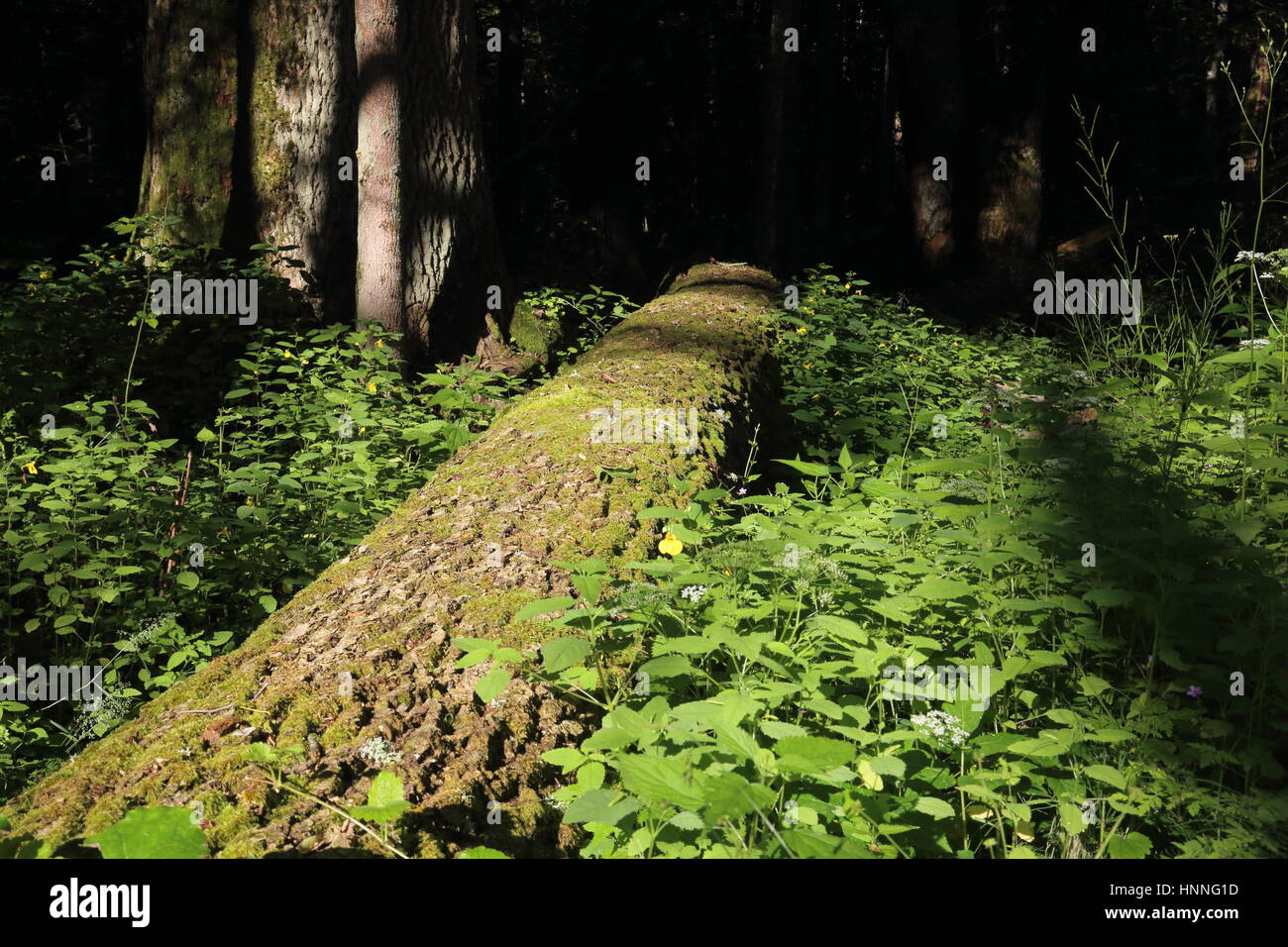 Decomposing trees (dead wood) in Bialowieza National Park, strict ...