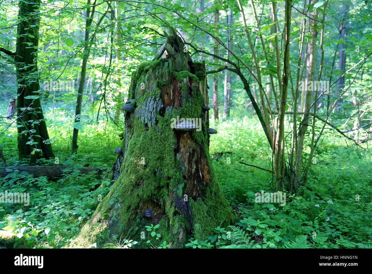 Decomposing trees (dead wood) in Bialowieza National Park, strict ...
