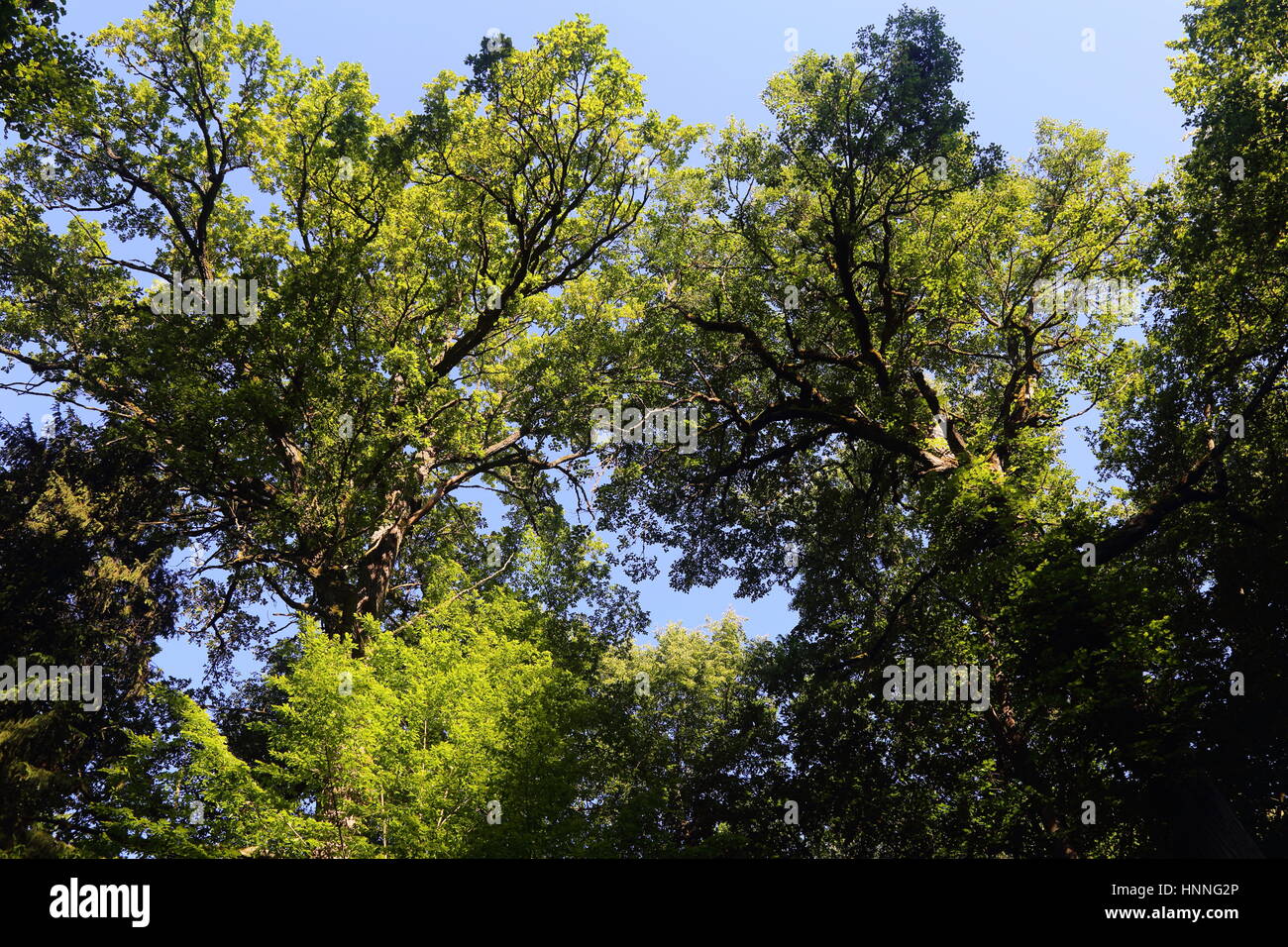 Trees in Bialowieza National Park Stock Photo - Alamy