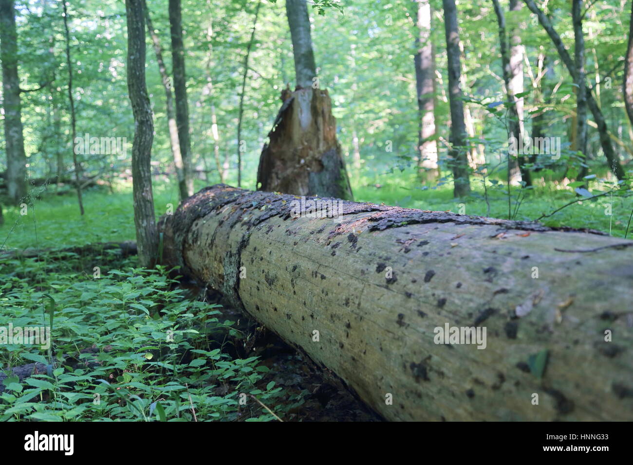 Decomposing trees (dead wood) in Bialowieza National Park, strict ...