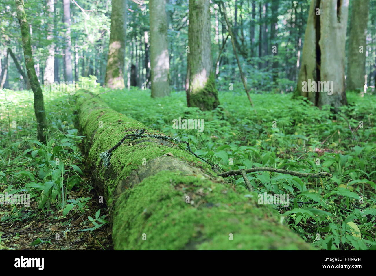 Decomposing trees (dead wood) in Bialowieza National Park, strict ...