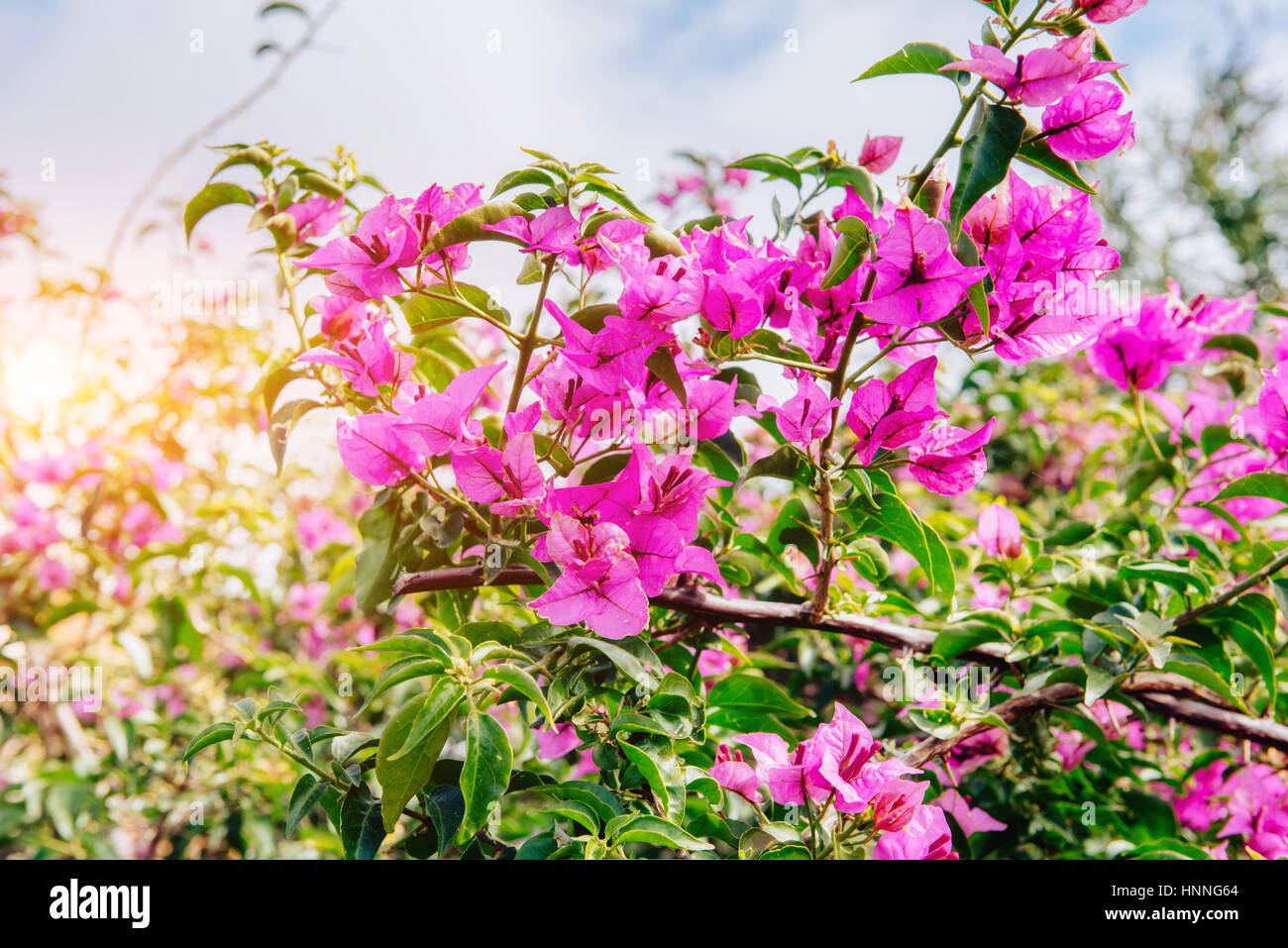 World peach garden hi-res stock photography and images - Alamy