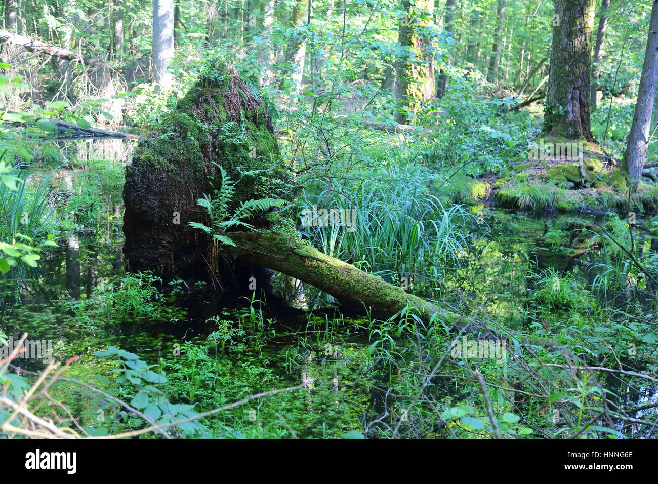 Decomposing trees (dead wood) in Bialowieza National Park, strict ...