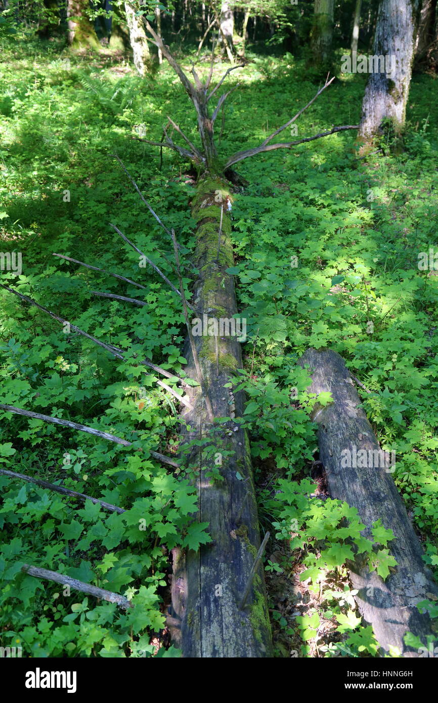 Decomposing trees (dead wood) in Bialowieza National Park, strict ...