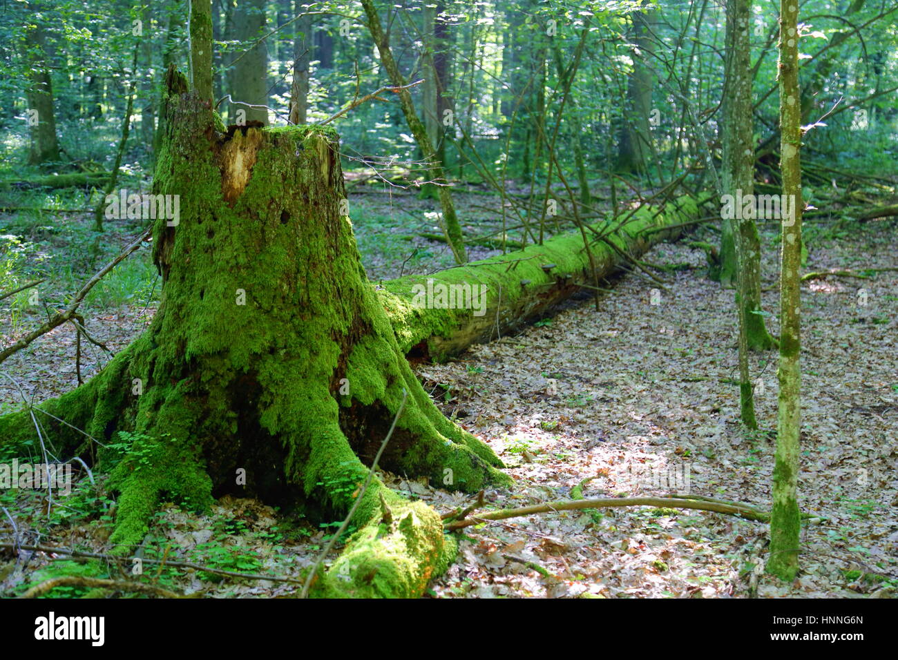 Decomposing trees (dead wood) in Bialowieza National Park, strict ...