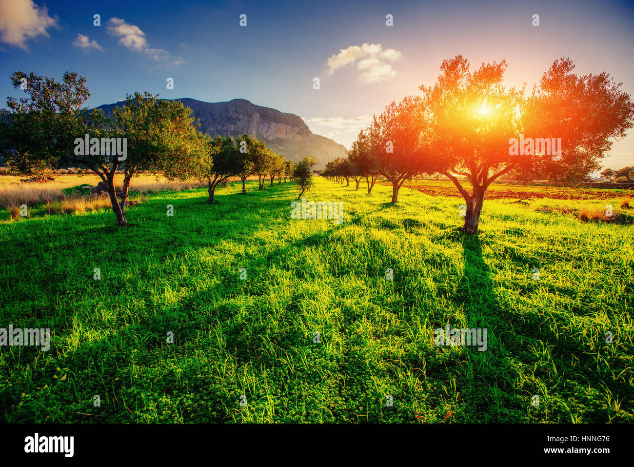 Tree shadow with sunset. Sicily. Italy. Europe Stock Photo - Alamy