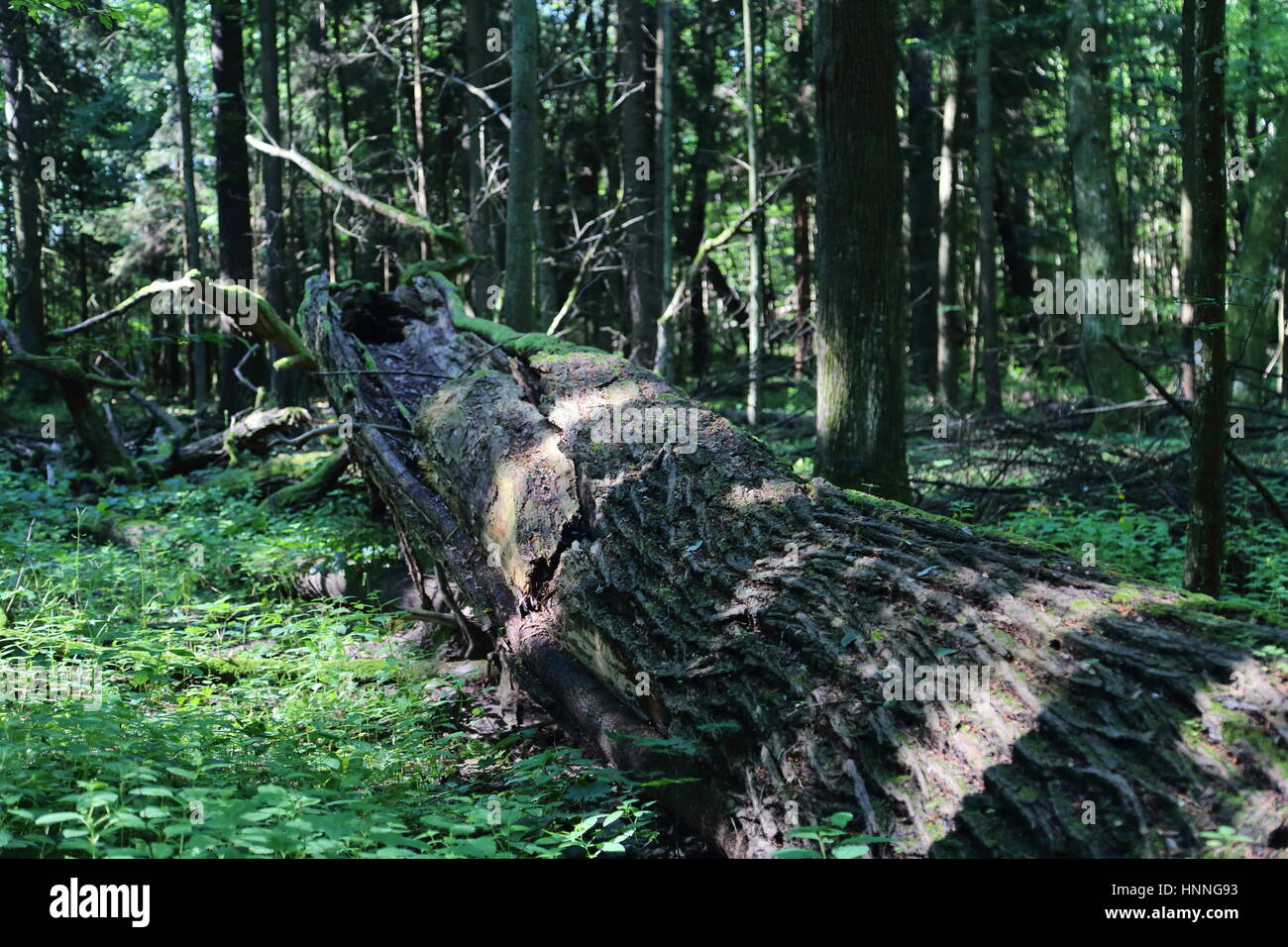 Decomposition tree forest wood High Resolution Stock Photography and ...