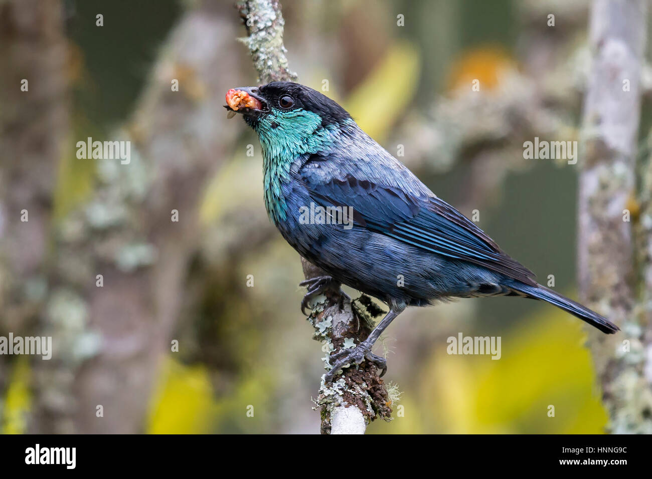Black capped tanager hi-res stock photography and images - Alamy