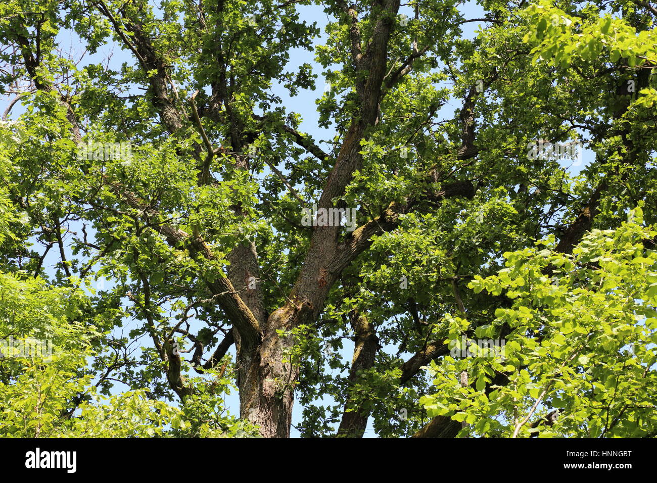 Trees in Bialowieza National Park Stock Photo - Alamy