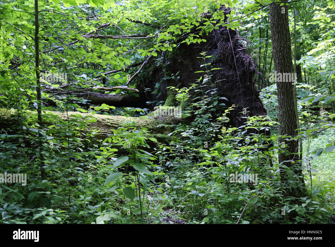 Decomposing trees (dead wood) in Bialowieza National Park, strict ...