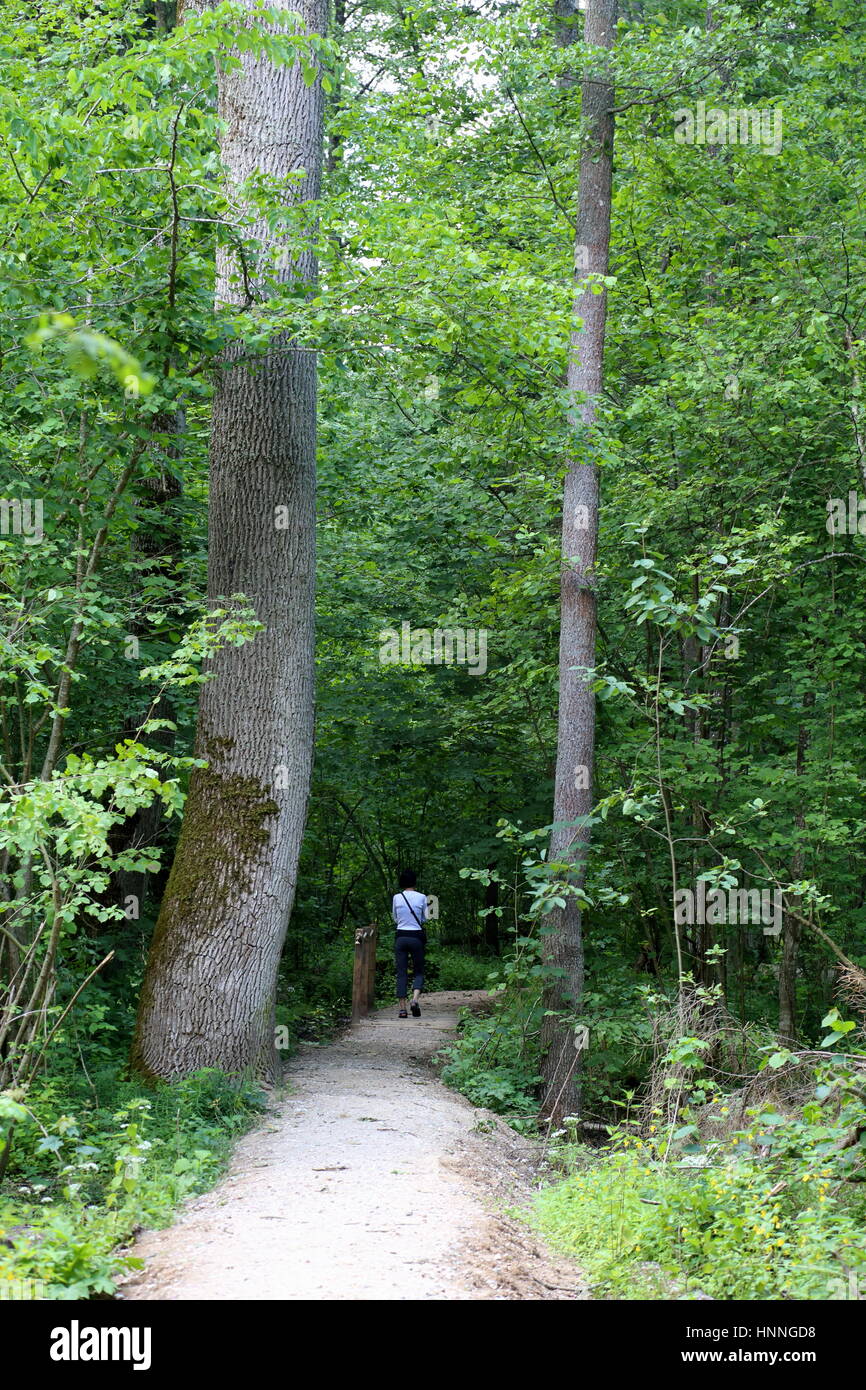 Forest educational trail hi-res stock photography and images - Alamy