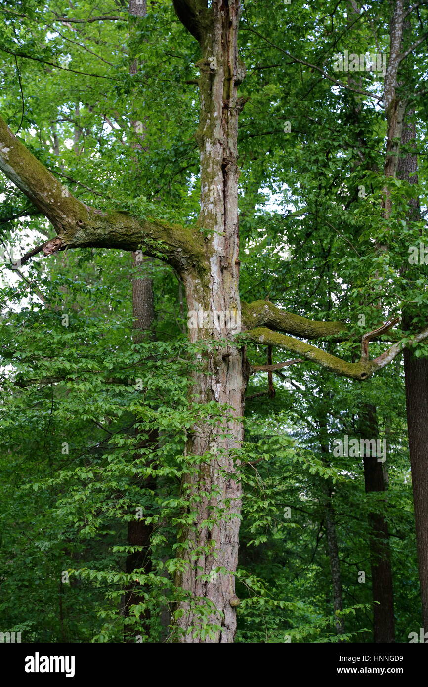 Ecosystem bialowieza hi-res stock photography and images - Alamy