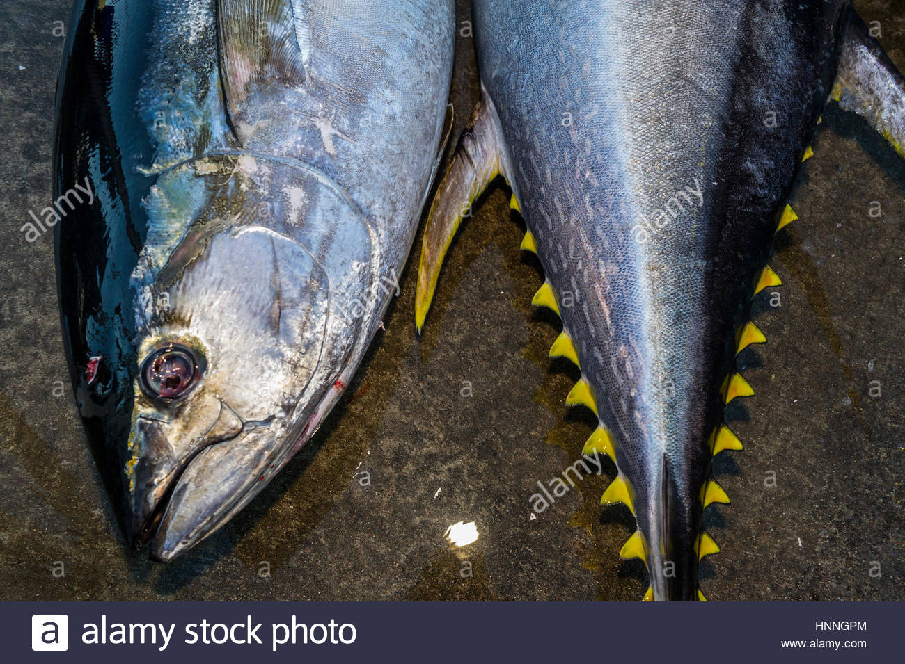 Pelagic Fishing Stock Photos & Pelagic Fishing Stock Images - Alamy