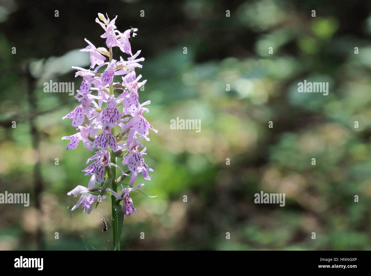 Poland National Flower High Resolution Stock Photography and Images - Alamy