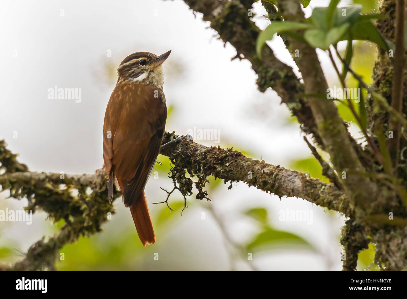 Streaked Xenops (Xenops rutilans), Felidia, Valle del Cauca Stock Photo ...
