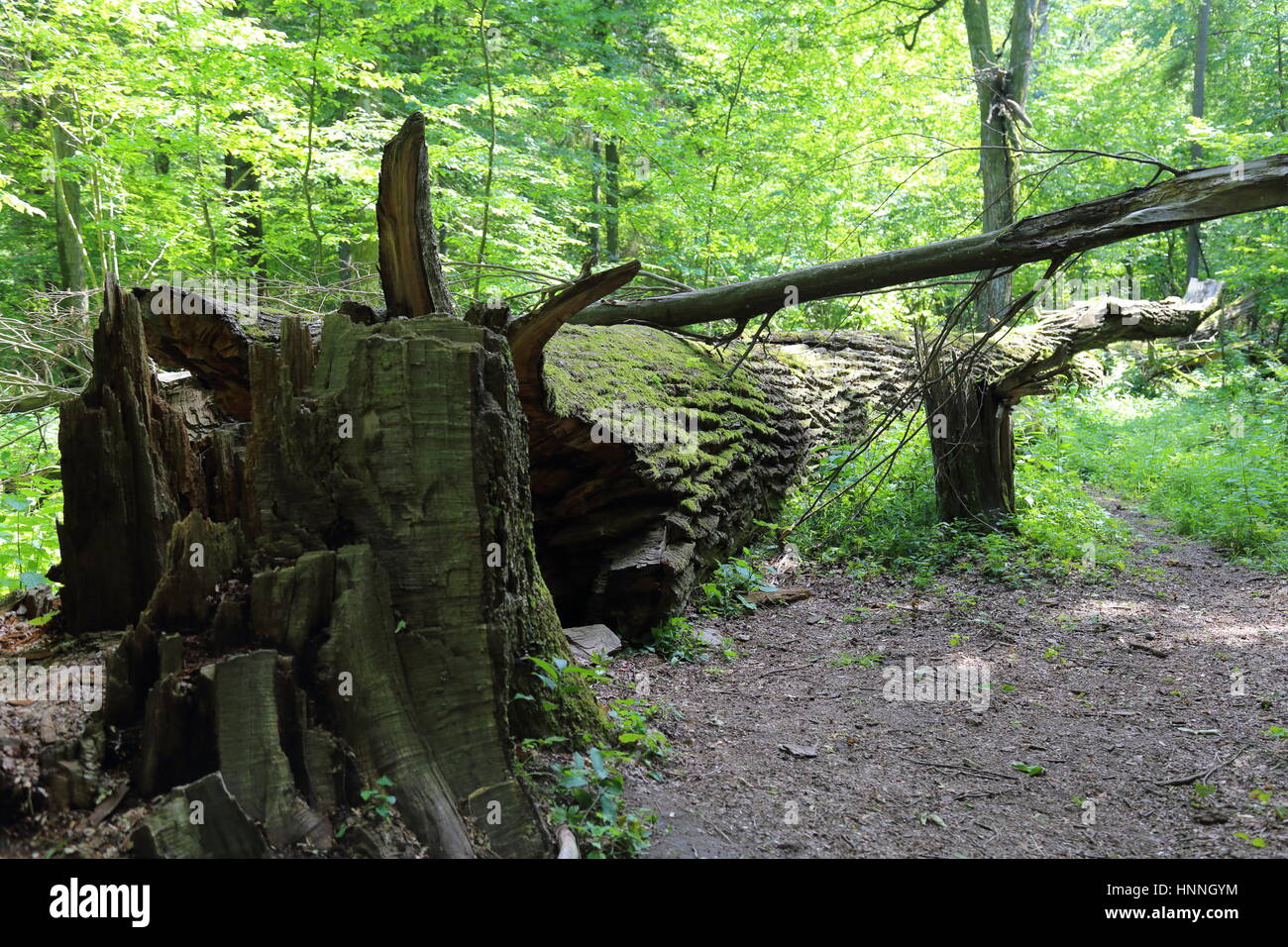 Decomposing trees (dead wood) in Bialowieza National Park, strict ...
