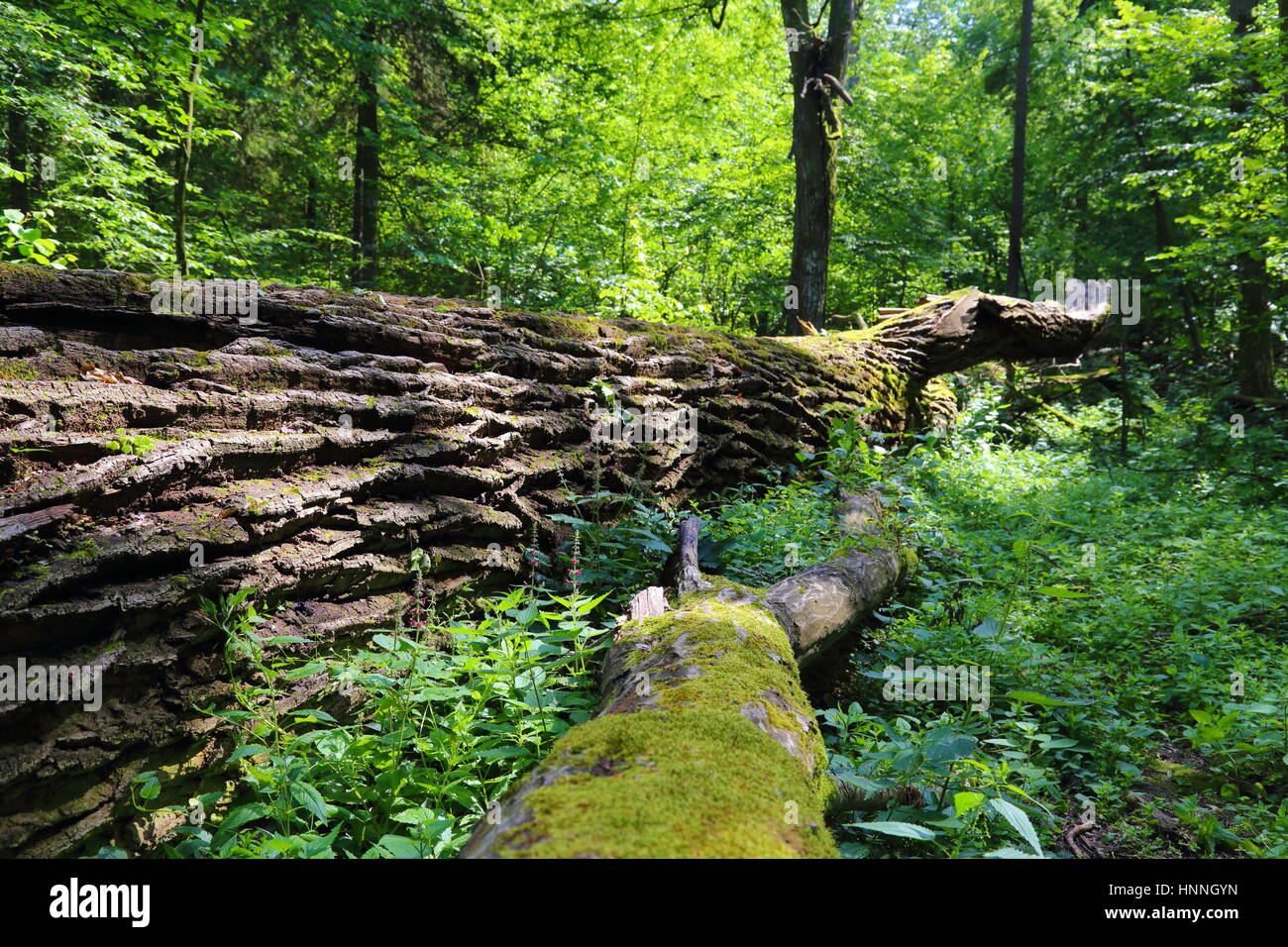 Decomposing trees (dead wood) in Bialowieza National Park, strict ...