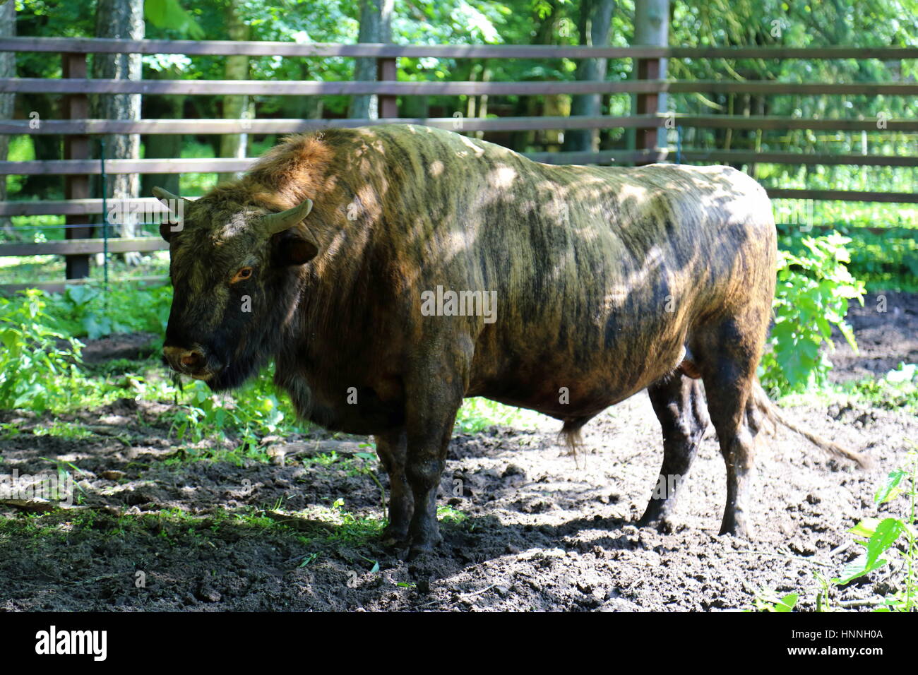Hybrid cattle hi-res stock photography and images - Alamy
