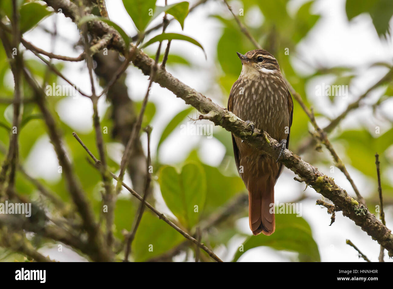 Xenops estriado hi-res stock photography and images - Alamy