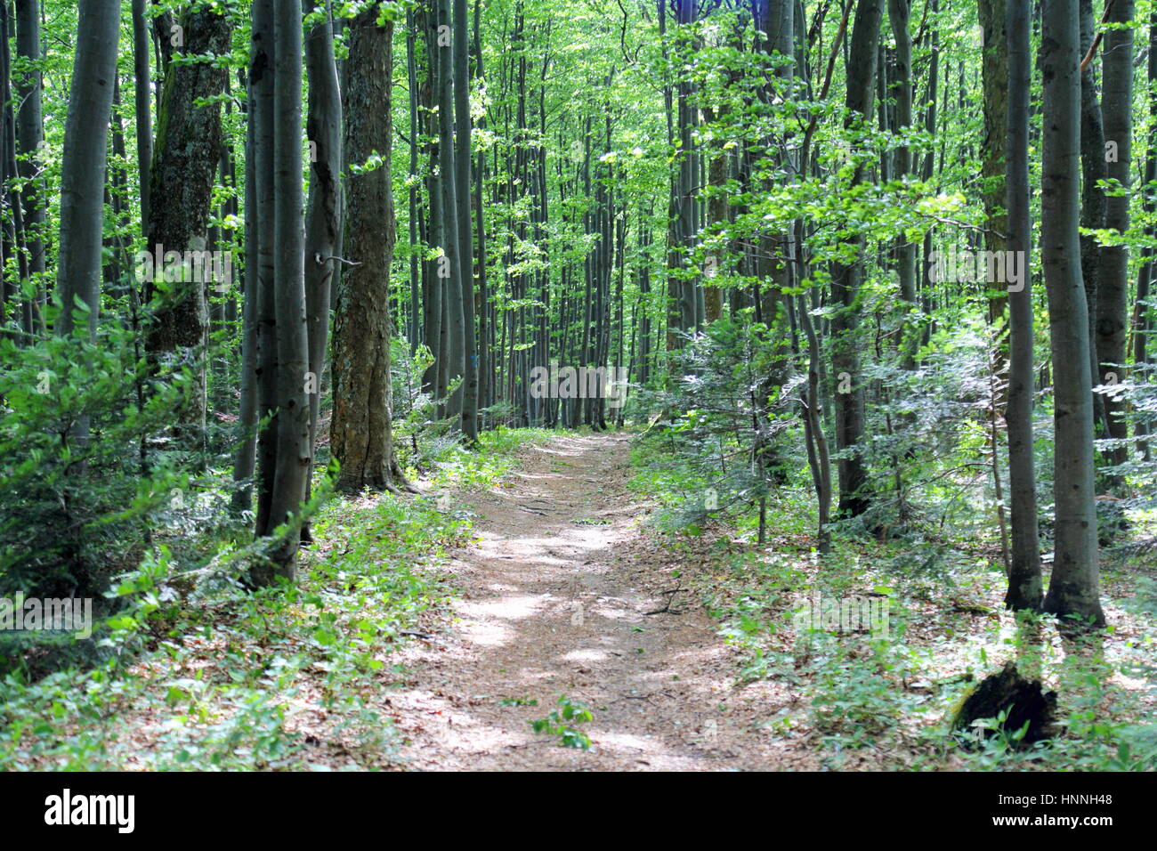 Walking path in forest in Bieszczady National Park, Poland Stock Photo ...
