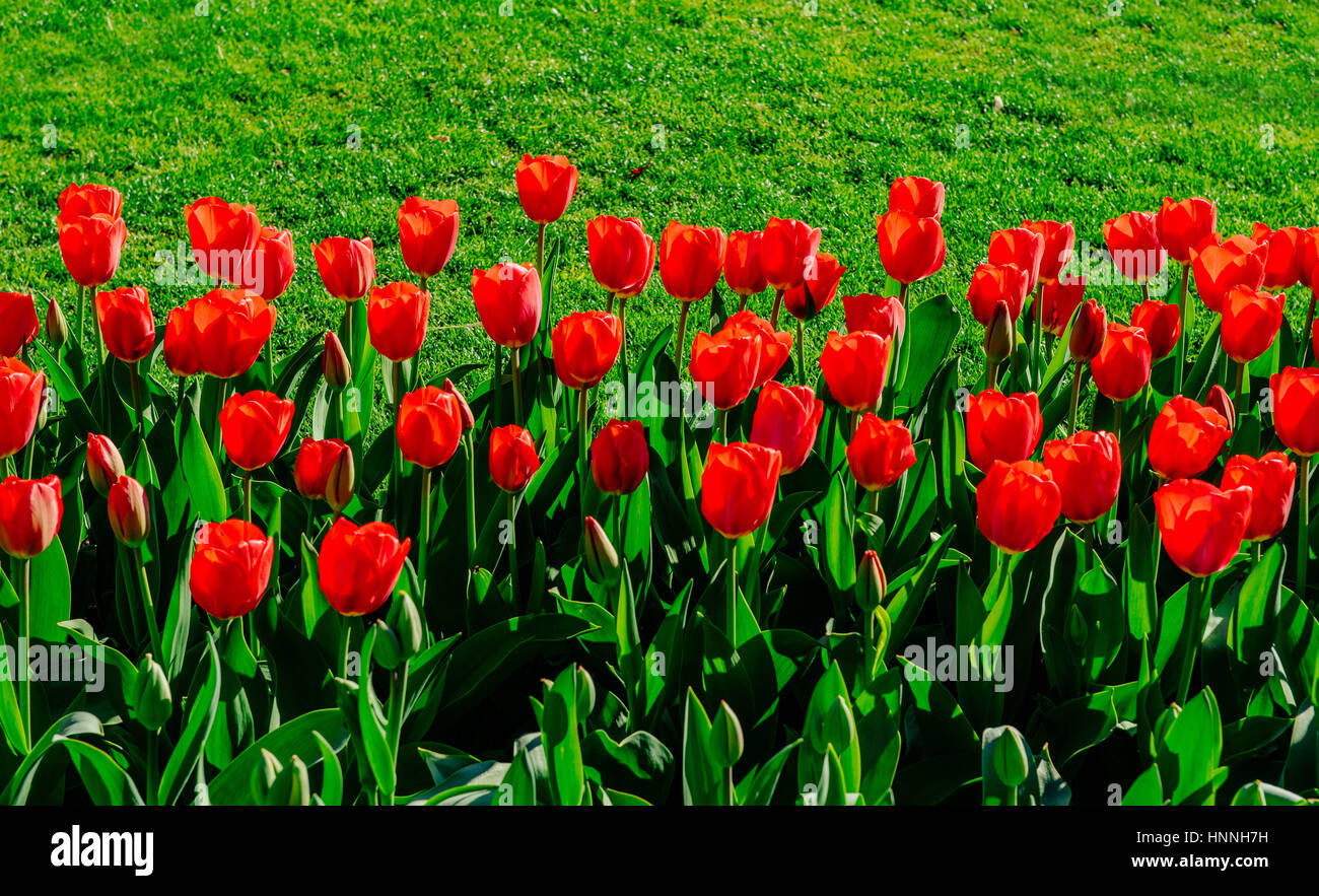 Group of red tulips in the park Stock Photo - Alamy