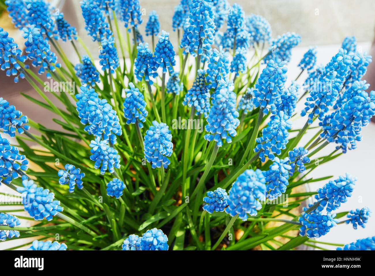 flower bed with blue muscari flowers Europe Stock Photo - Alamy