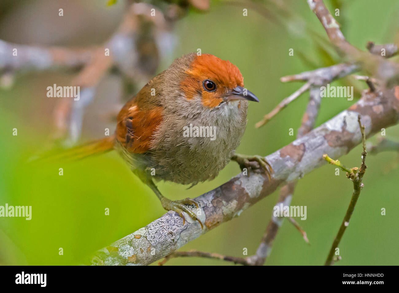 Red-faced Spinetail (Cranioleuca erythrops), Felidia, Valle del Cauca ...