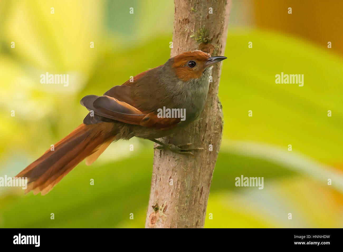 Cranioleuca High Resolution Stock Photography and Images - Alamy