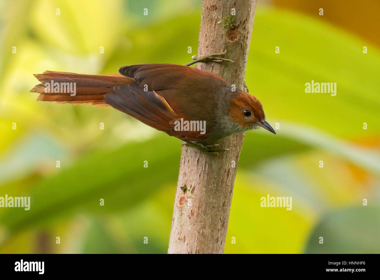 Red-faced Spinetail (Cranioleuca erythrops), El Queremal, Valle del ...