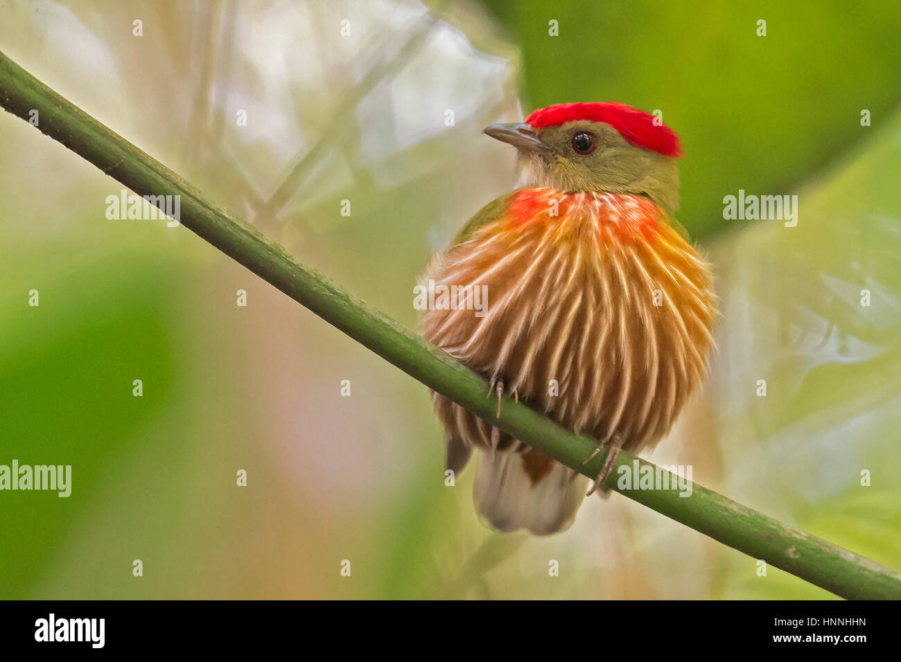 Striped manakin hi-res stock photography and images - Alamy